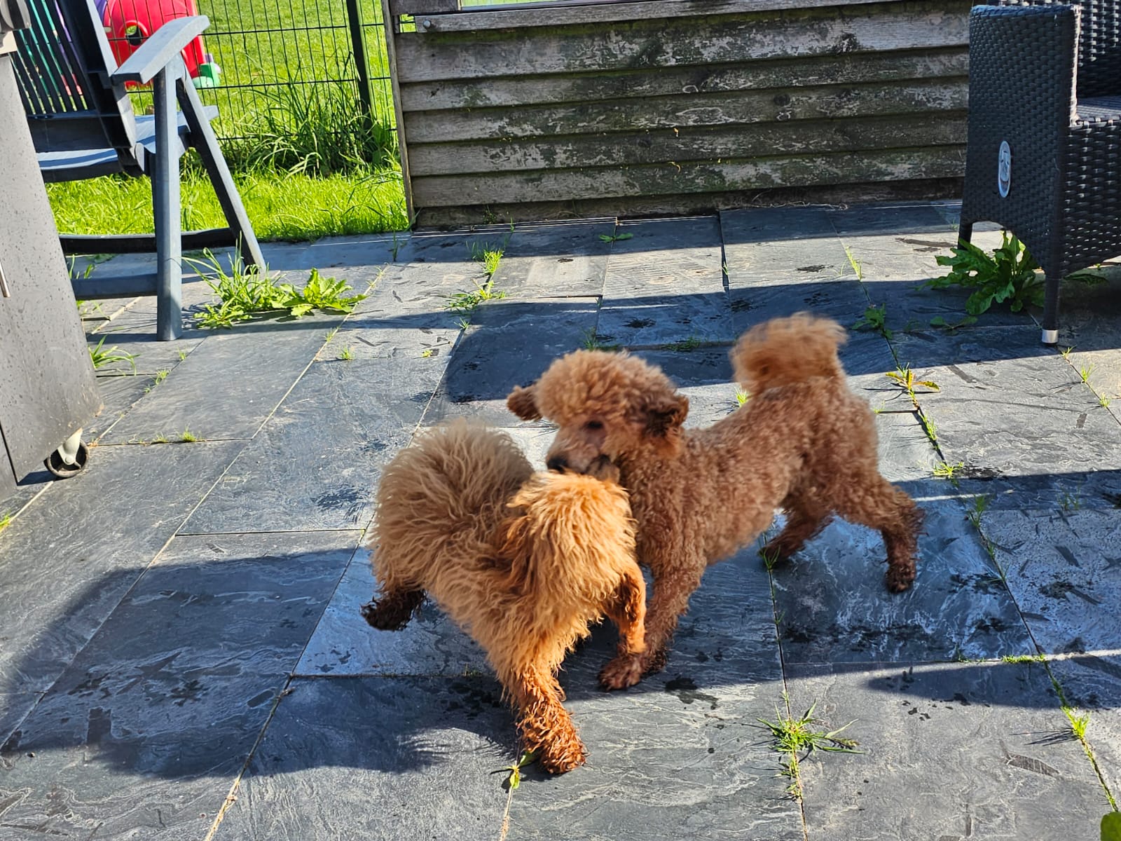 Dutch Sweeties - Poedels and Toy Poedels - Wognum